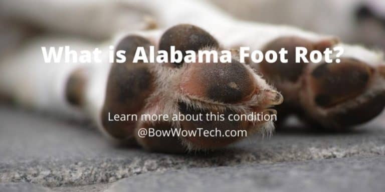 Alabama Foot Rot | What Is It and What To Do?